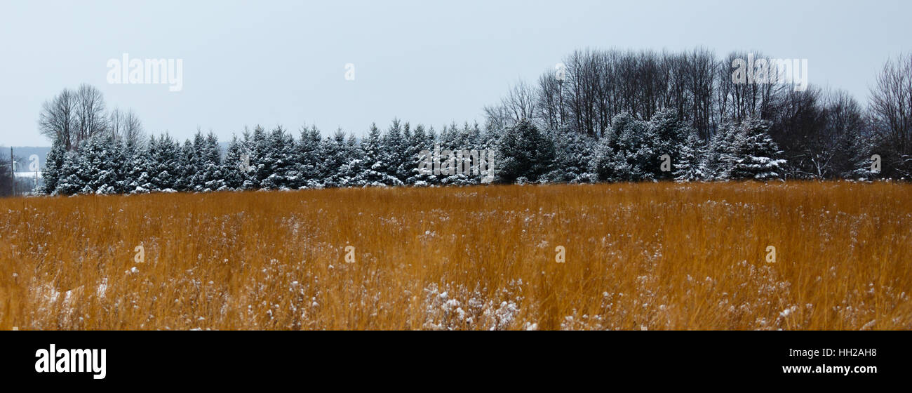 Snow field pine trees hi-res stock photography and images - Alamy