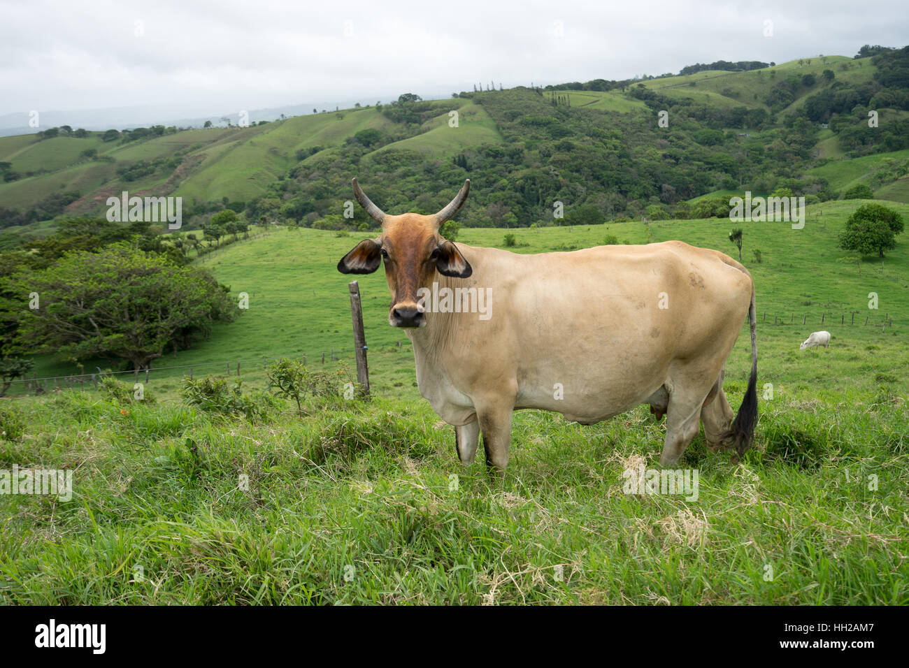 Dairy cow standing pasture hi-res stock photography and images - Alamy