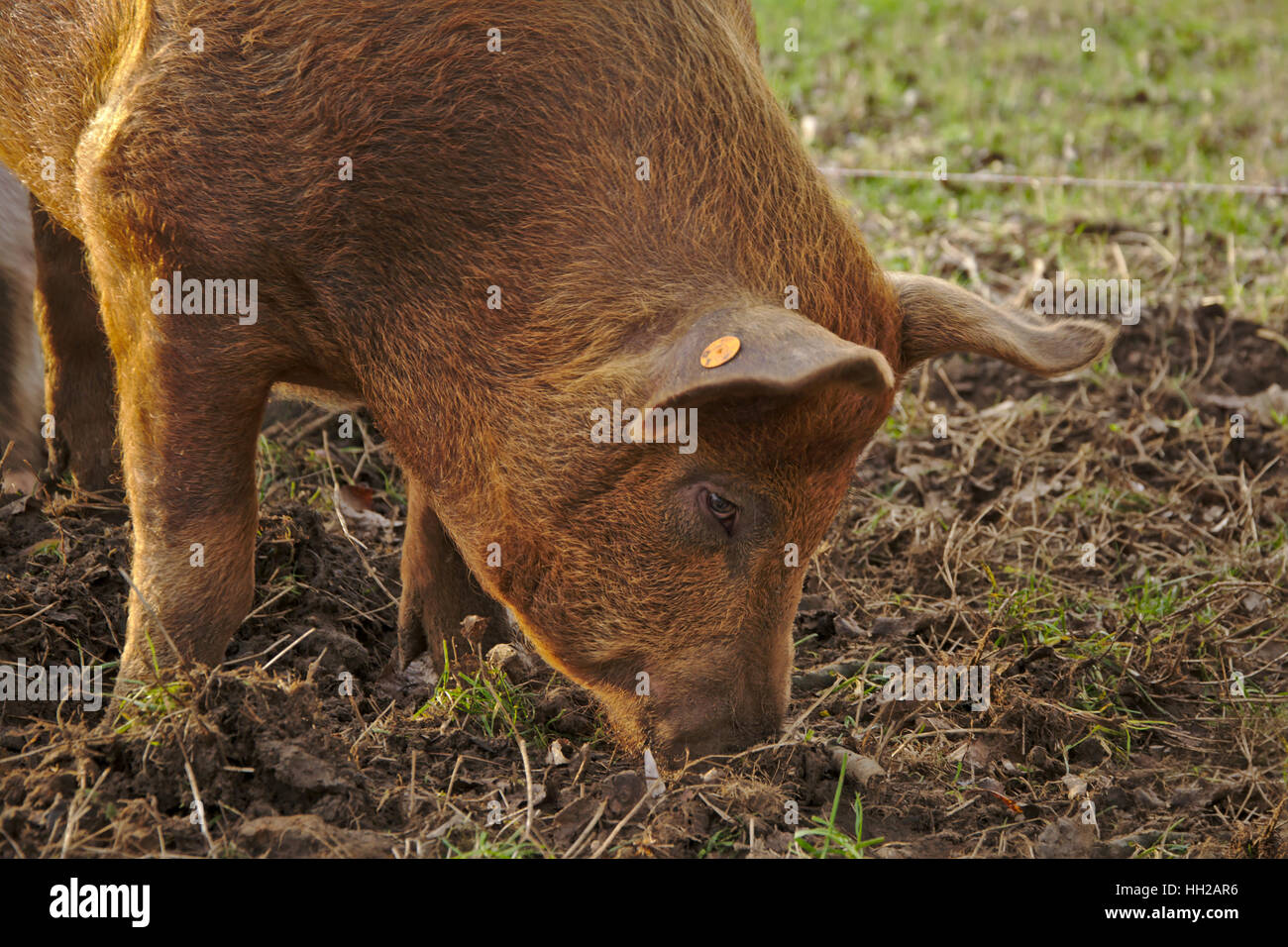 Brown pig rooting in the soil, searching for food on an organic farm ...
