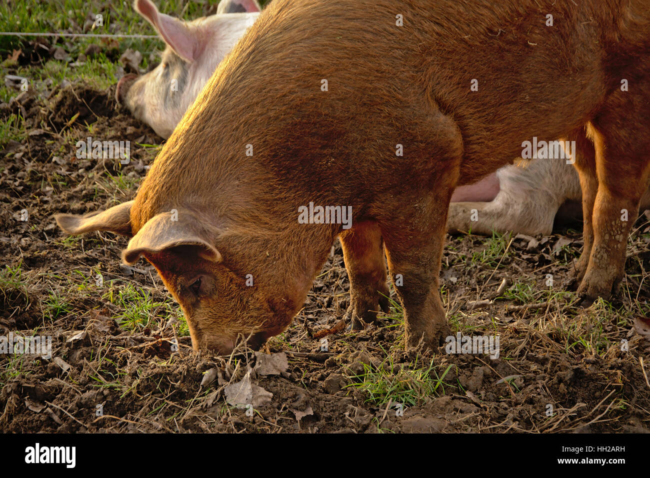Brown pig foraging for food on an organic farm (Sus scrofa domesticus ...