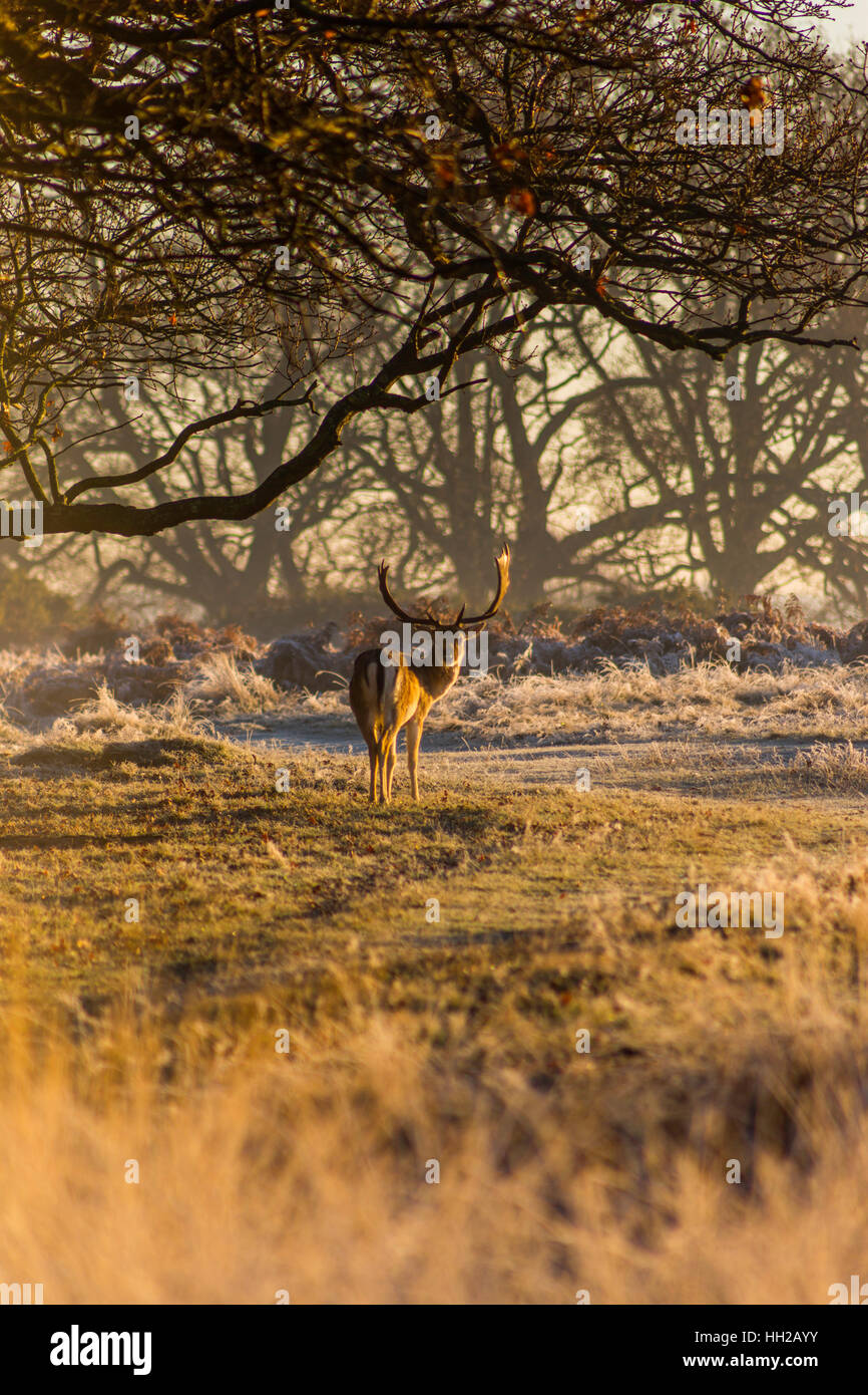 Daring nature hi-res stock photography and images - Alamy