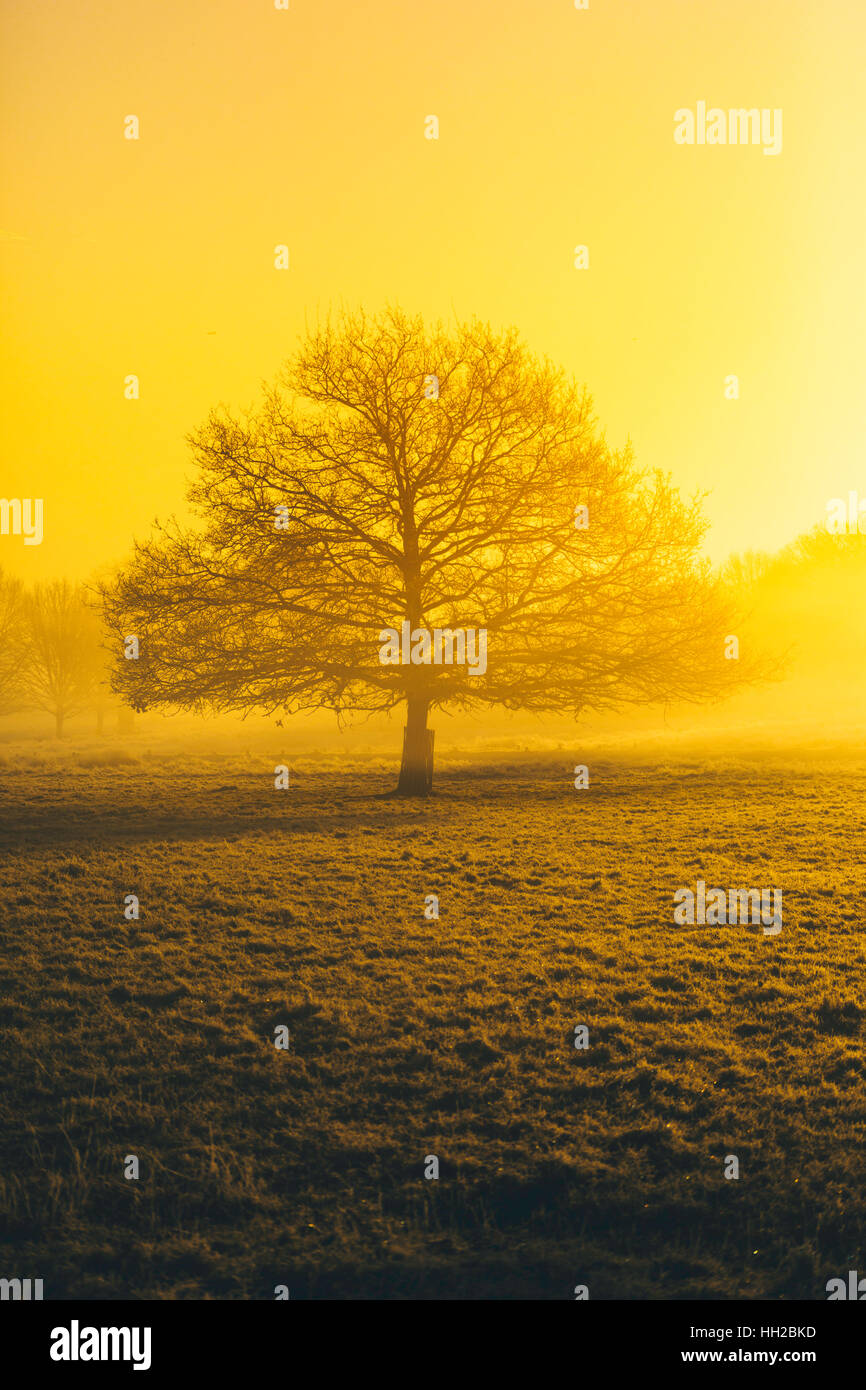 Lonely orange tree hi-res stock photography and images - Alamy