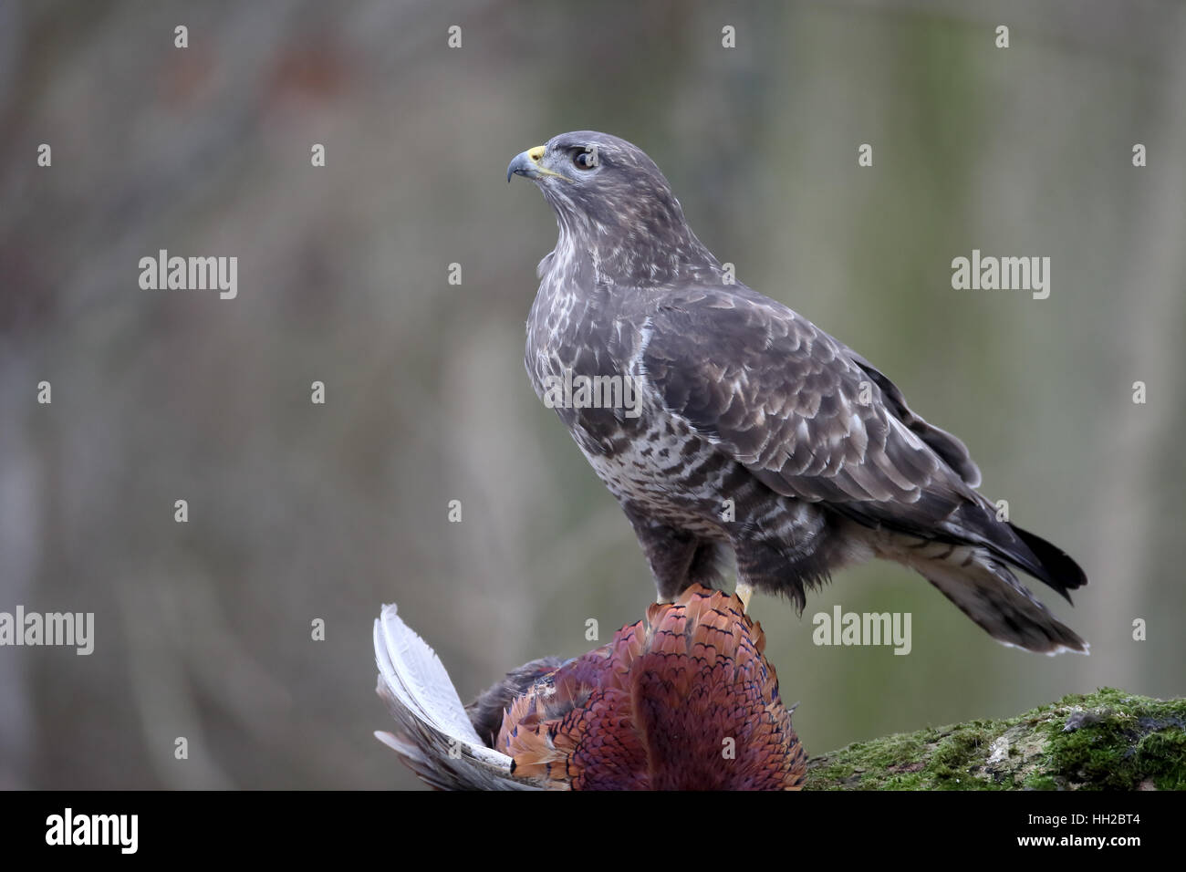 Buzzard uk pheasant hi-res stock photography and images - Alamy