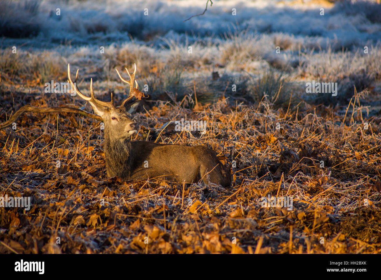 Just chilling hi-res stock photography and images - Alamy