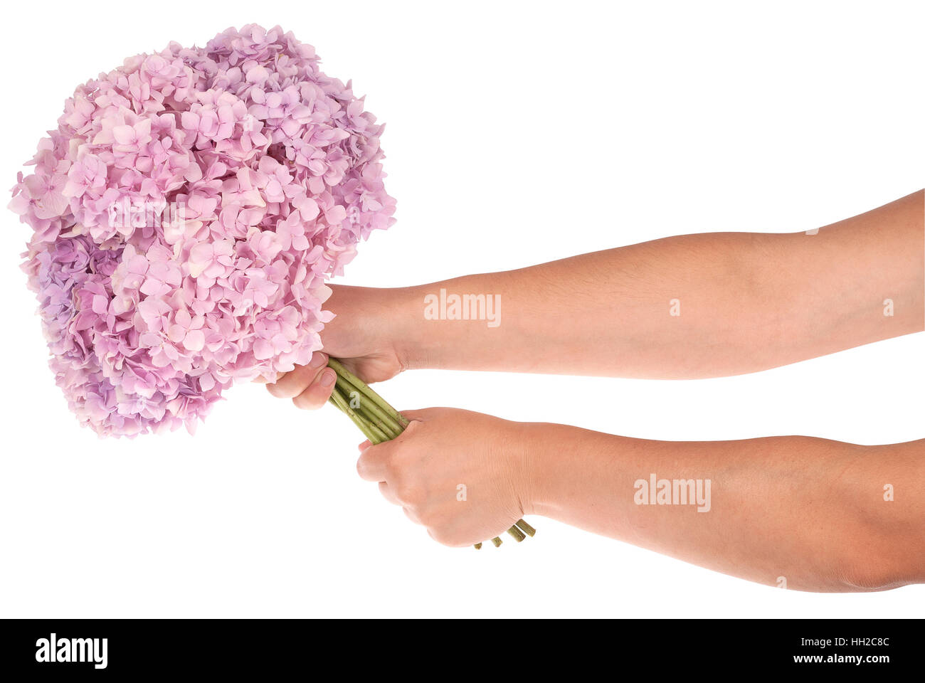 Pink flower hydrangea in hands on white background. Clipping path ...