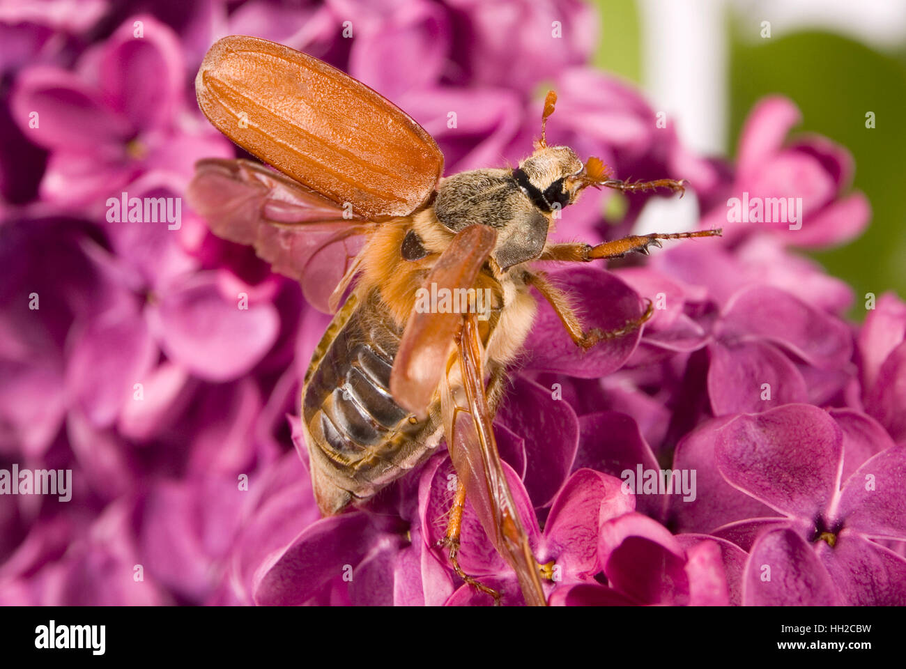 May-bug takeoff on the violet lilac. Flowers background Stock Photo - Alamy