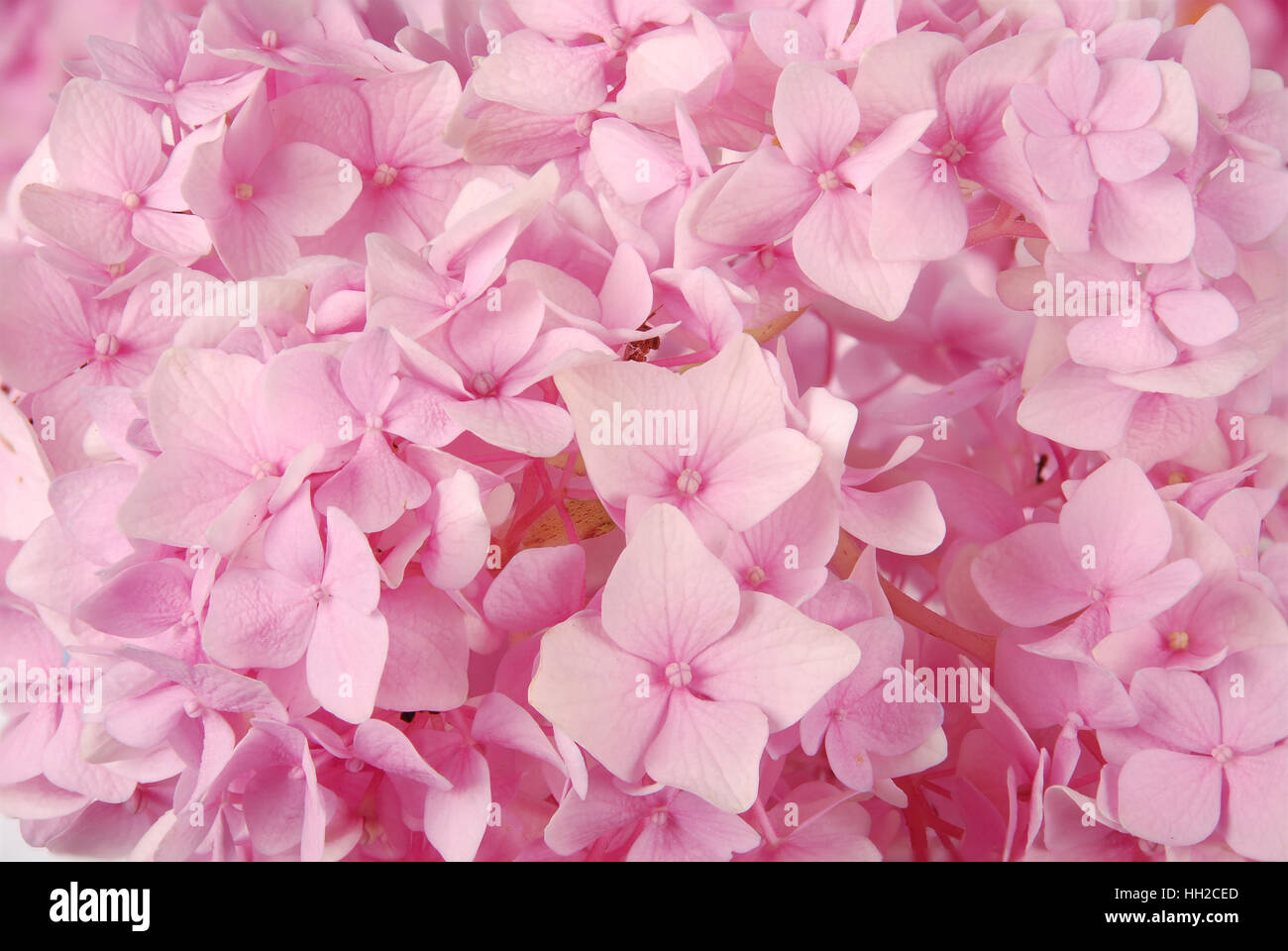 Beautiful Pink hydrangeas flower background. Natural color Stock Photo ...