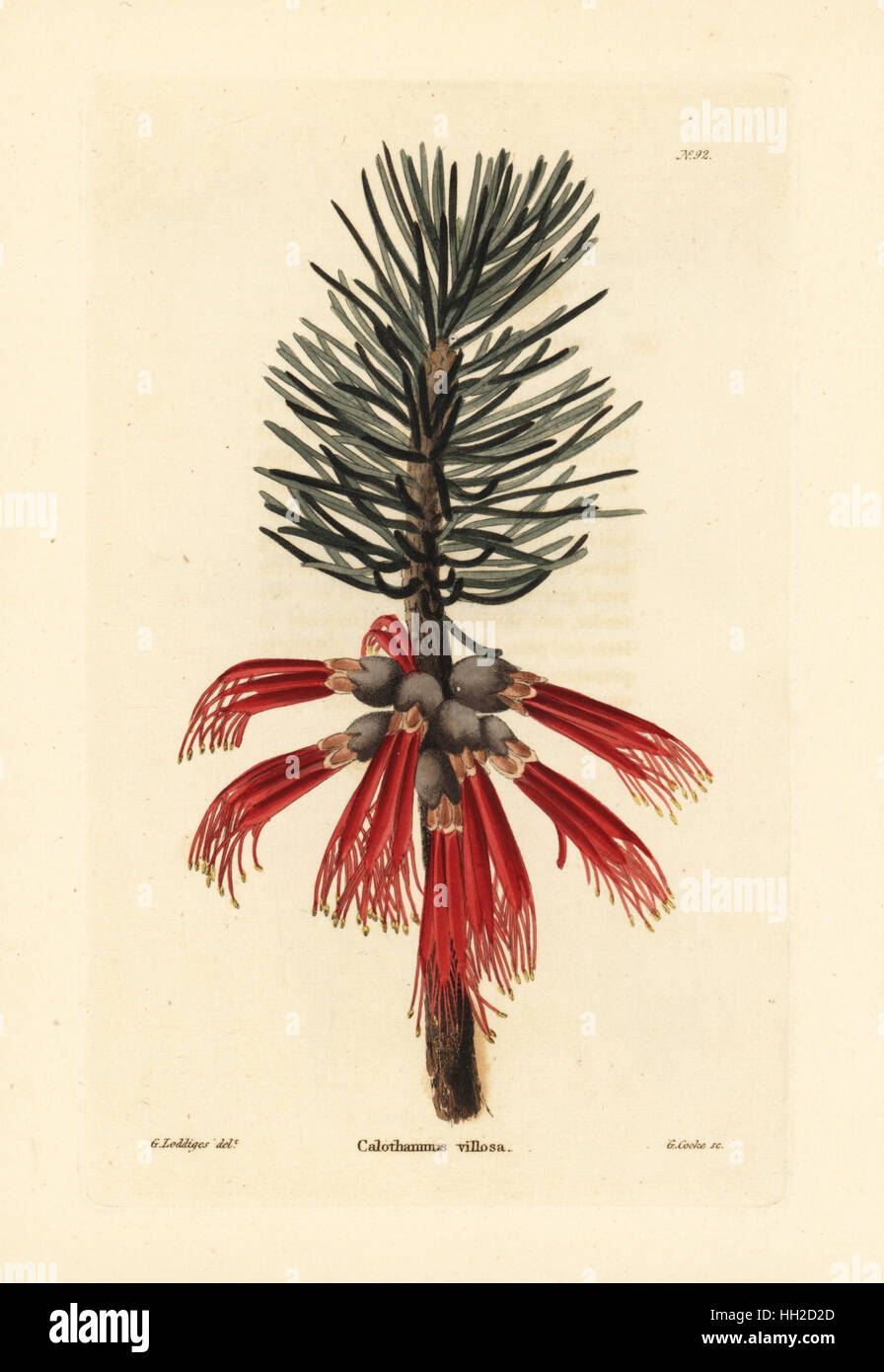 Woolly net-bush or silky net-bush, Calothamnus villosus (Calothamnus ...