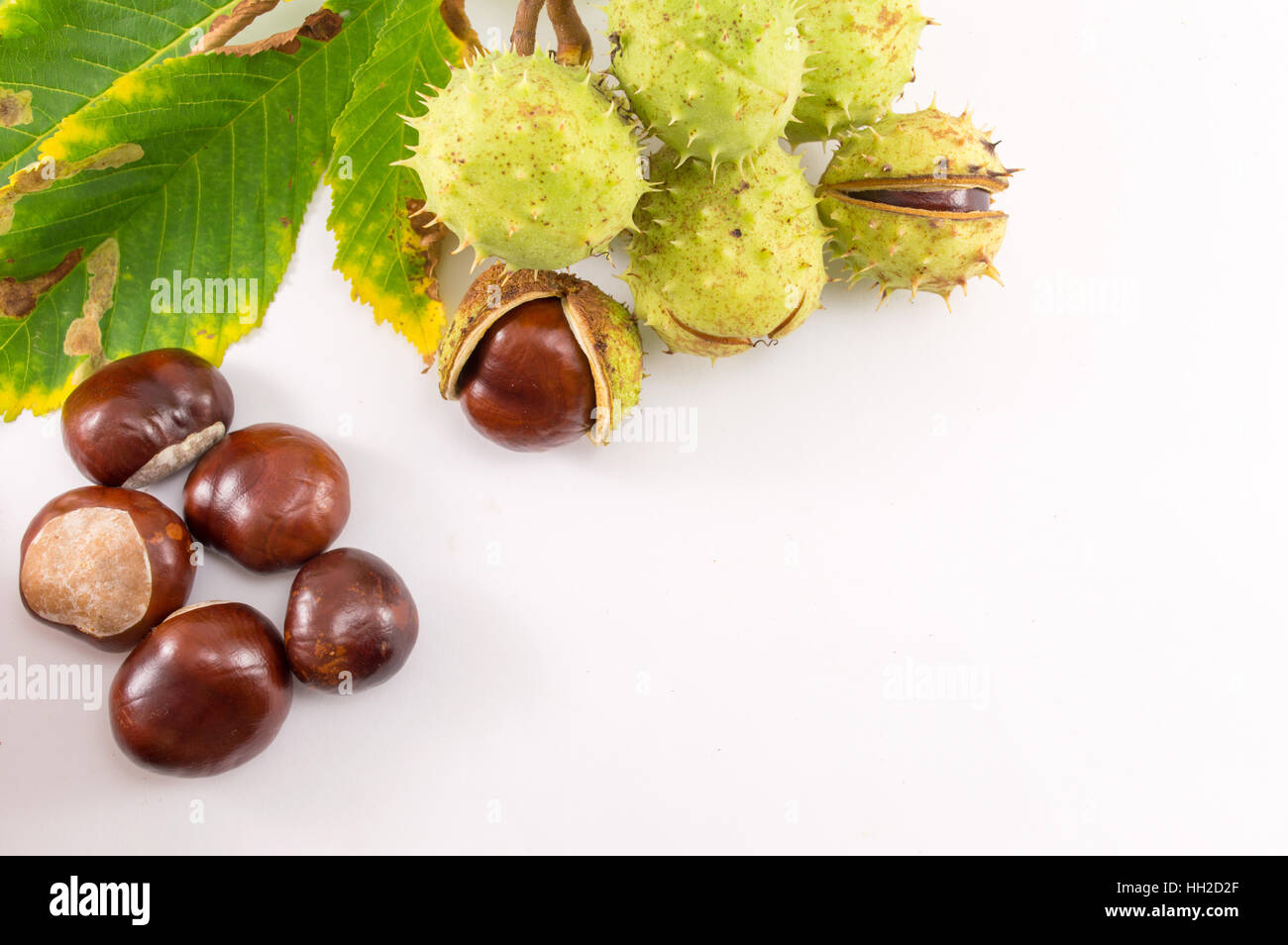 Wild chestnuts with leaves on a white background Stock Photo - Alamy