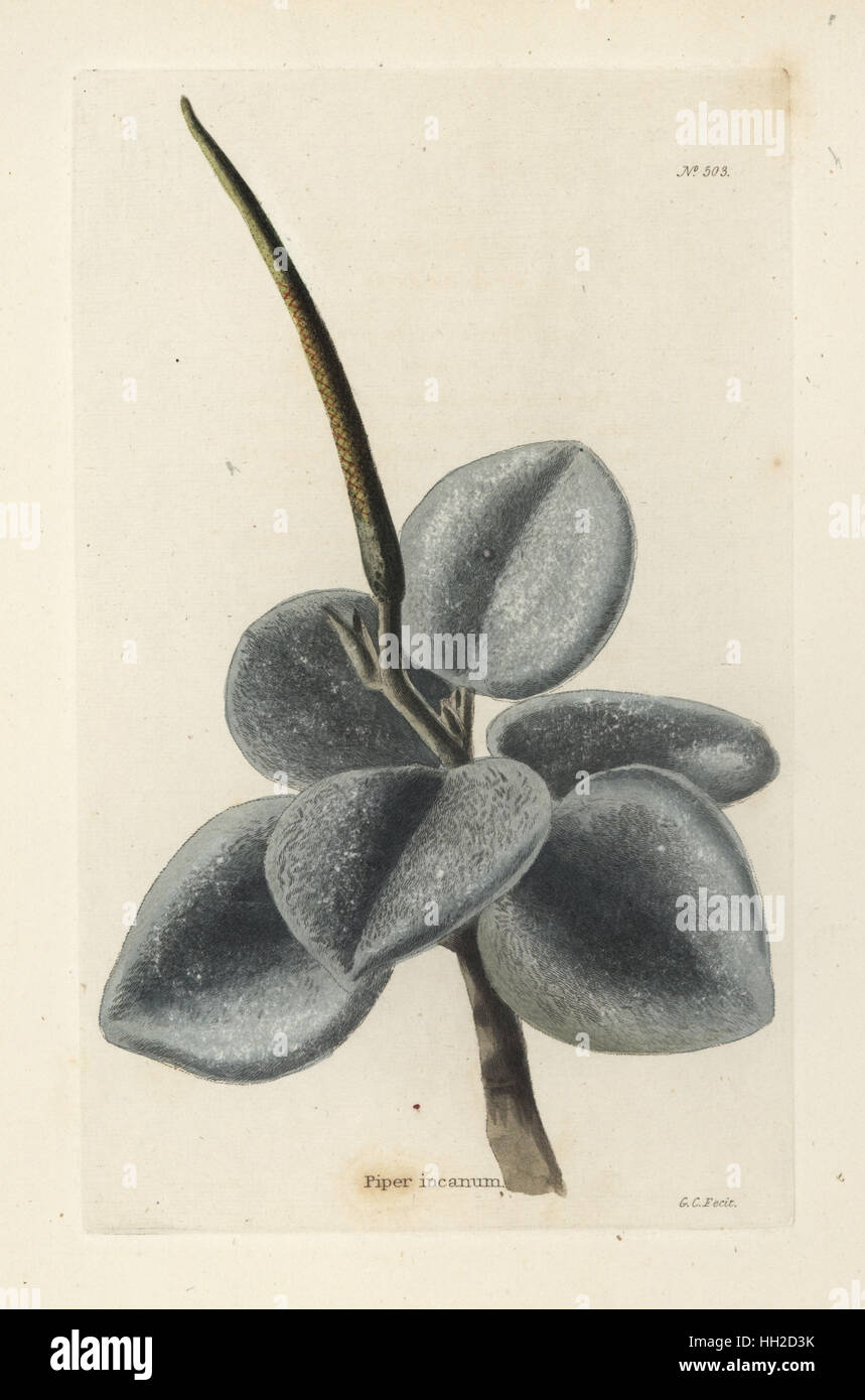 Felted peperomia, Peperomia incana (Piper incanum). Handcoloured ...