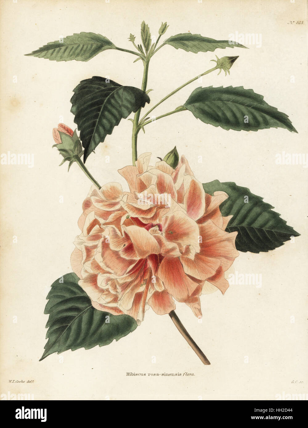 Chinese hibiscus, Hibiscus rosa-sinensis flava. Handcoloured ...