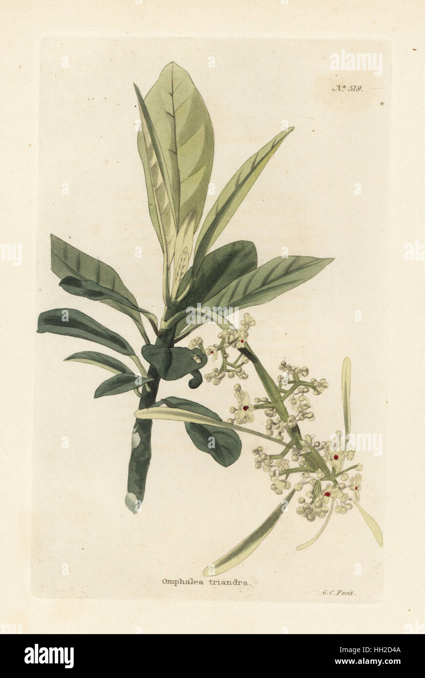 Omphalea triandra, native to Jamaica. Handcoloured copperplate ...