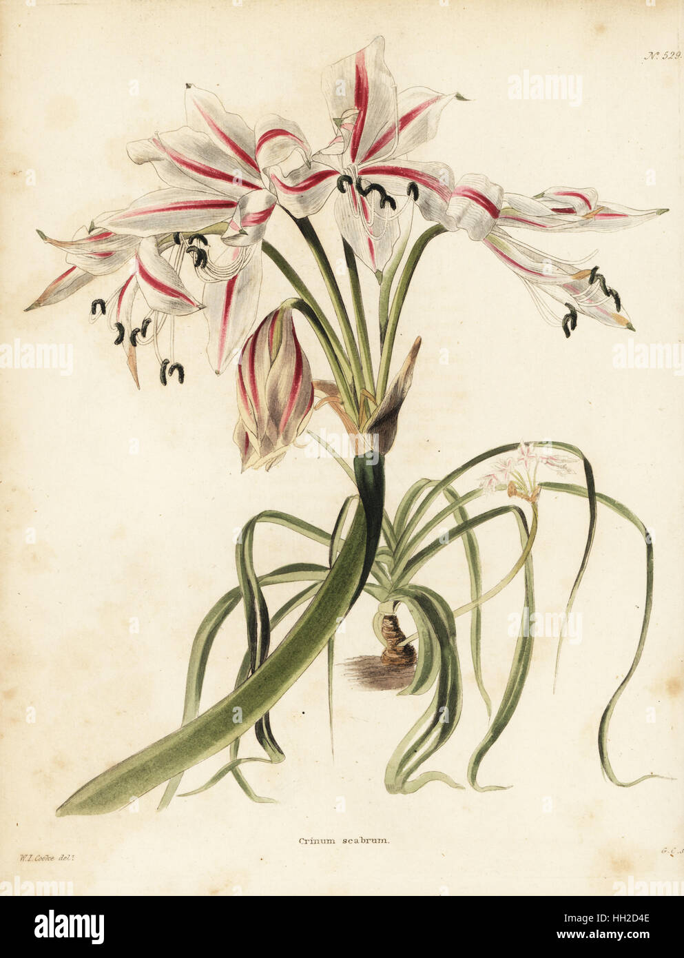 Crinum ornatum (Crinum scabrum). Handcoloured copperplate engraving by ...