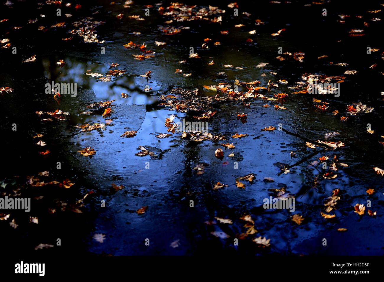 Leaves floating on the surface of still water Stock Photo - Alamy