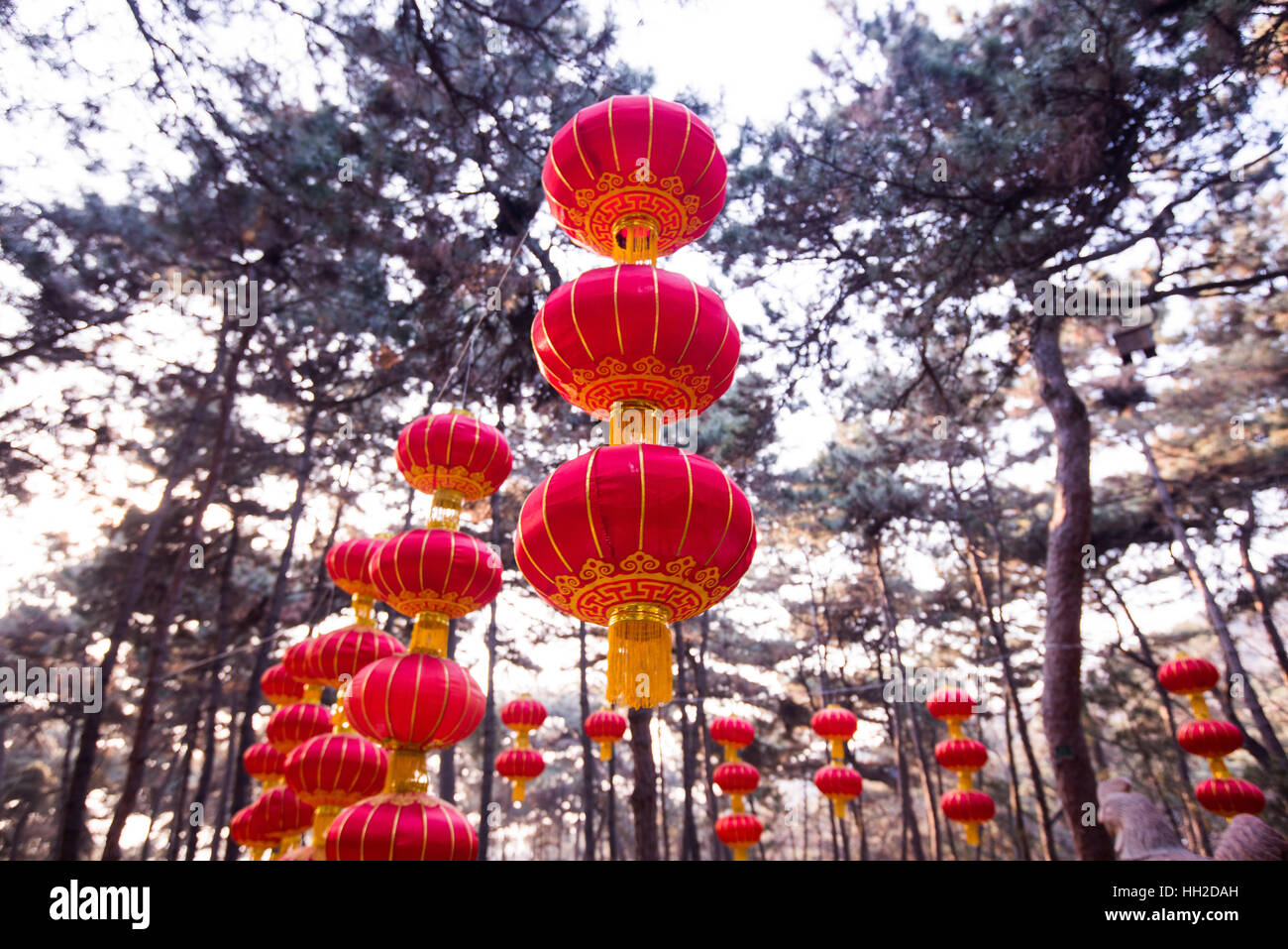 Red Chinese Lantern at winter forest hanging on a trees Stock Photo - Alamy
