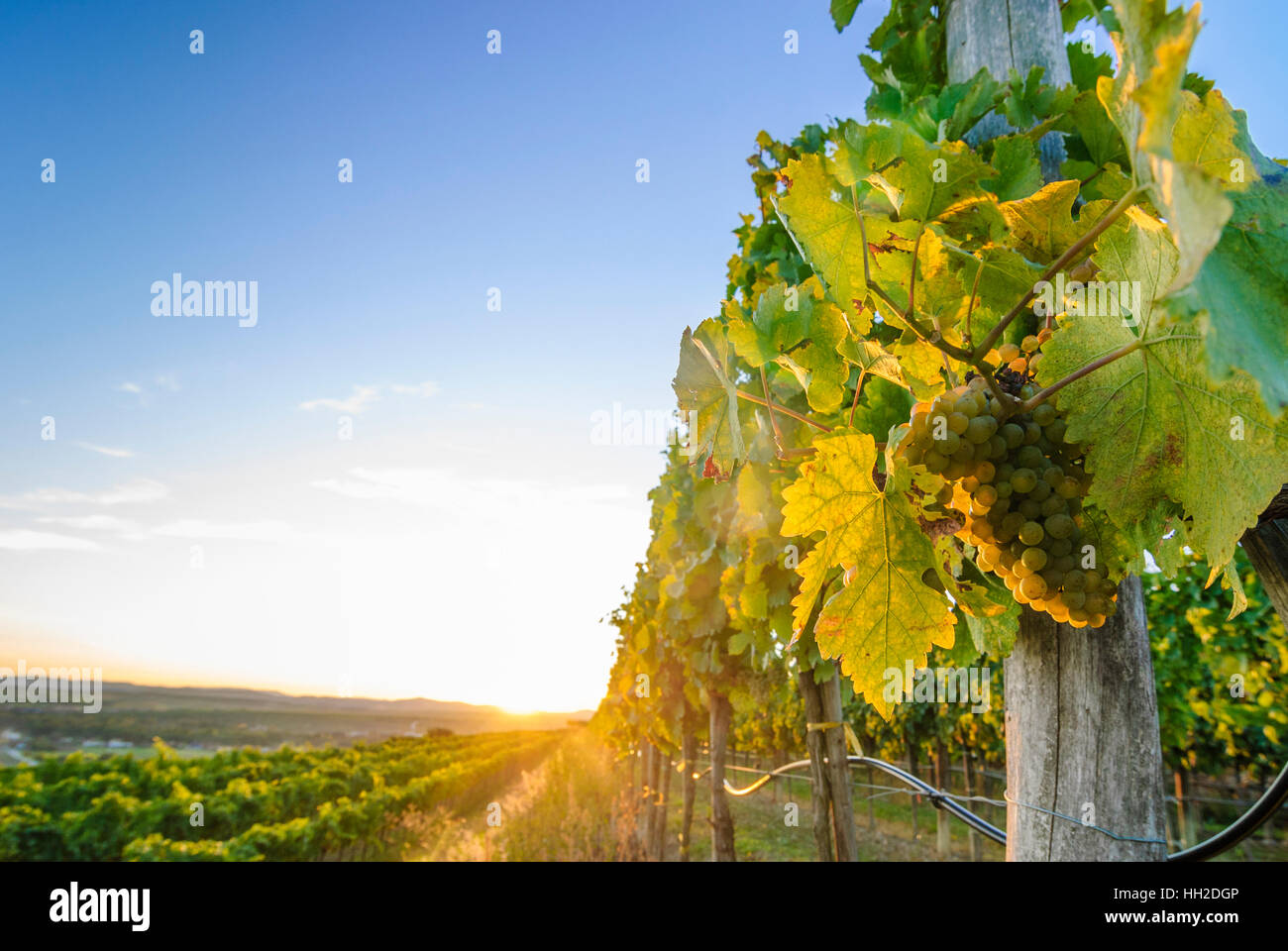 Vineyard wine region kamptal hi-res stock photography and images - Alamy