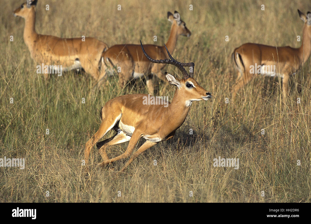 Impala, aepyceros melampus, Male running, Masai Mara Park in Kenya ...