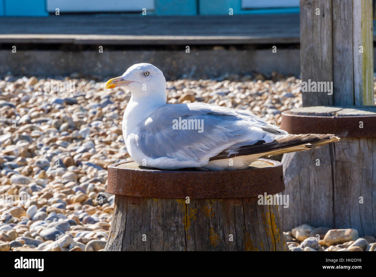 A Sitting Seagull Stock Photo - Alamy