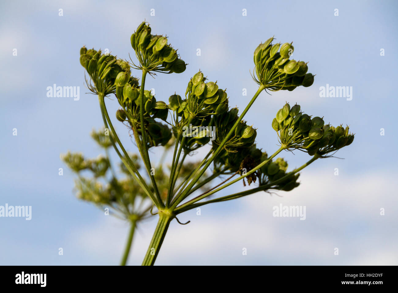 Cow Parsley buds Stock Photo - Alamy