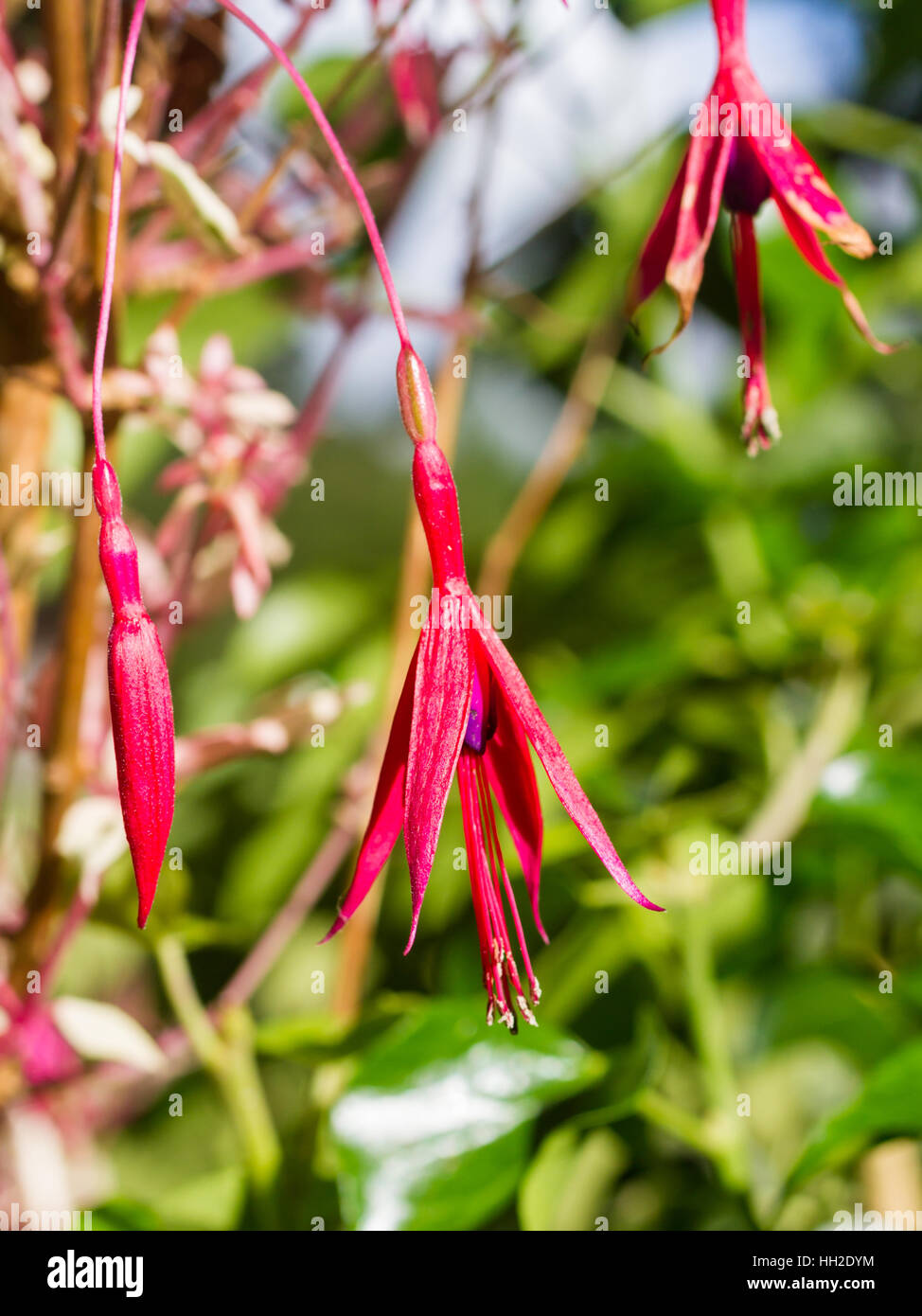 Hardy fuscia hi-res stock photography and images - Alamy