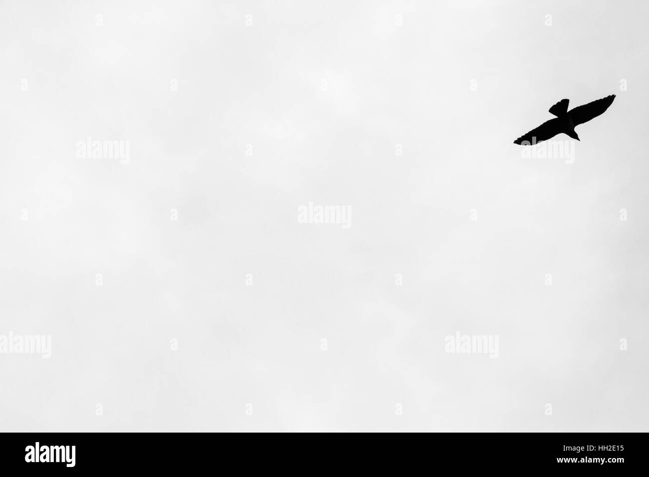 Flying bird shapes hi-res stock photography and images - Alamy