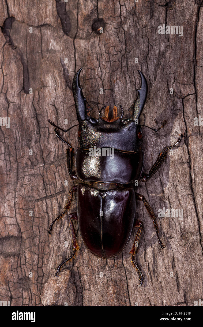 Stag Beetle on the stump wood Stock Photo - Alamy