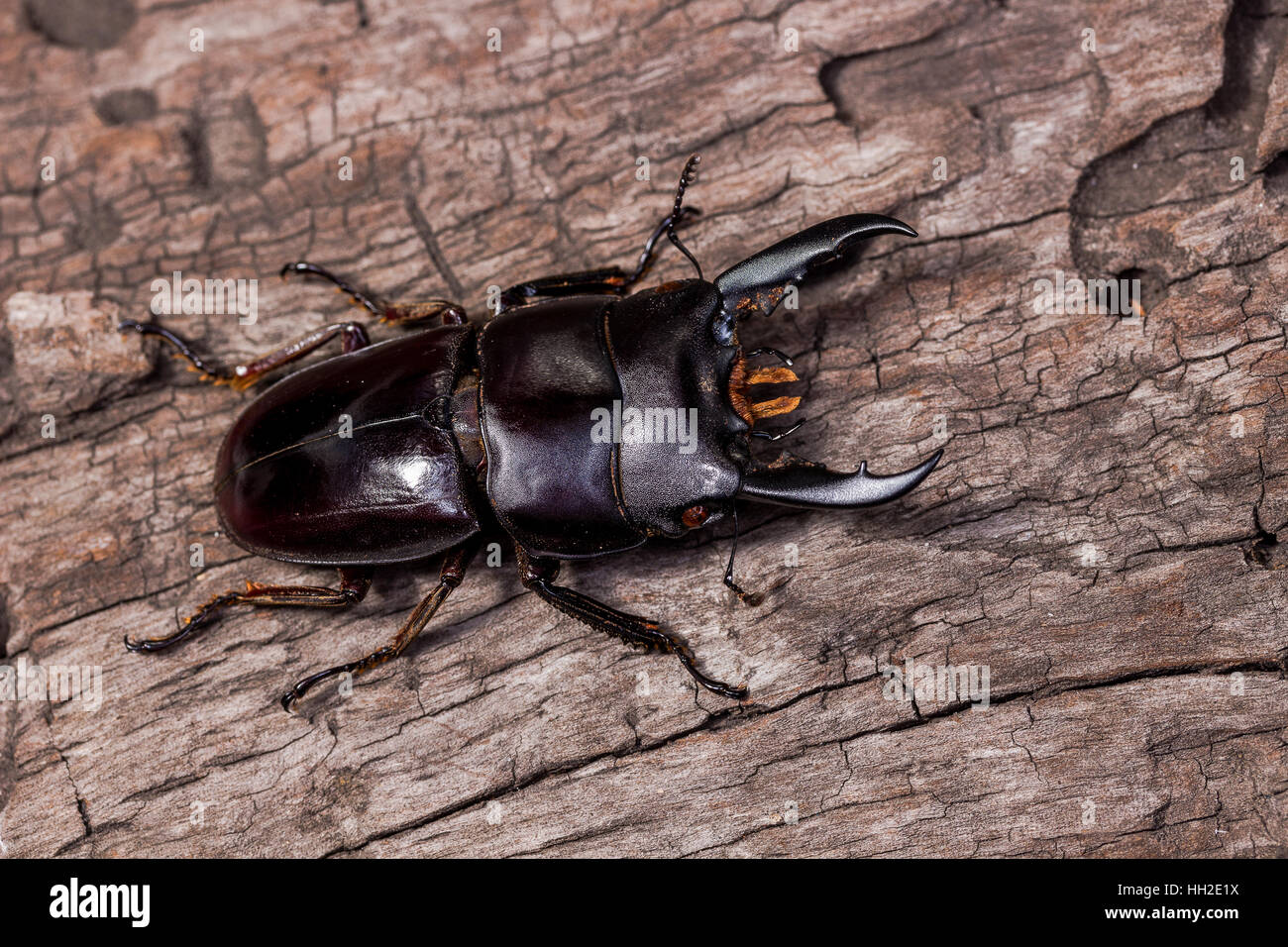 Stag Beetle on the stump wood Stock Photo - Alamy