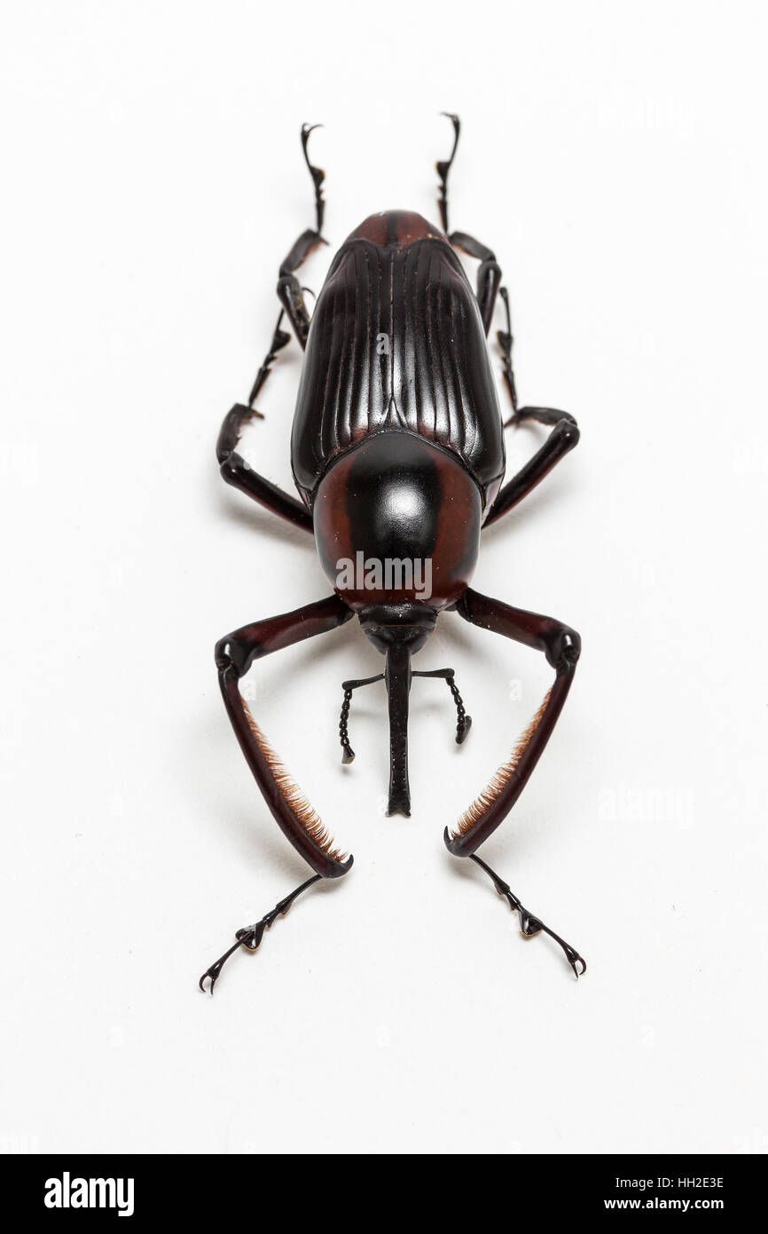 Wild Snout Beetle on white background Stock Photo - Alamy