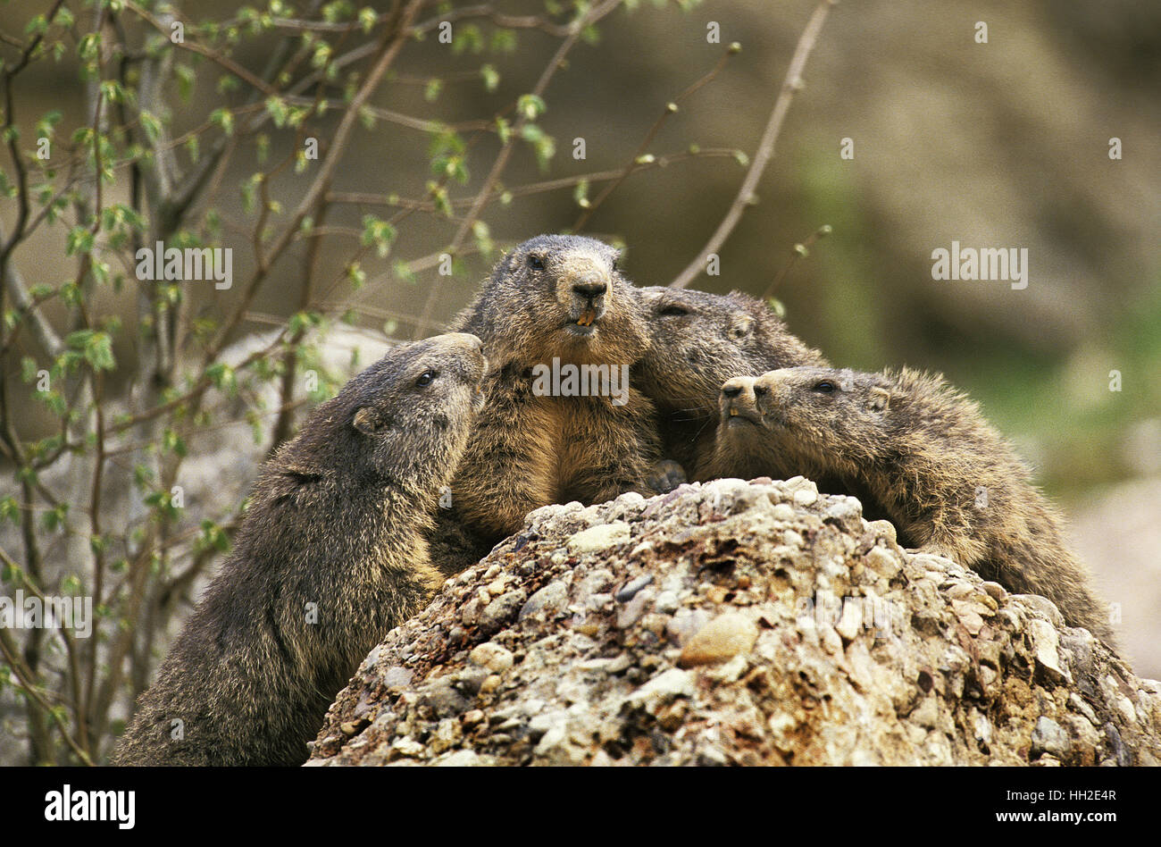 Alpine marmot group hi-res stock photography and images - Alamy