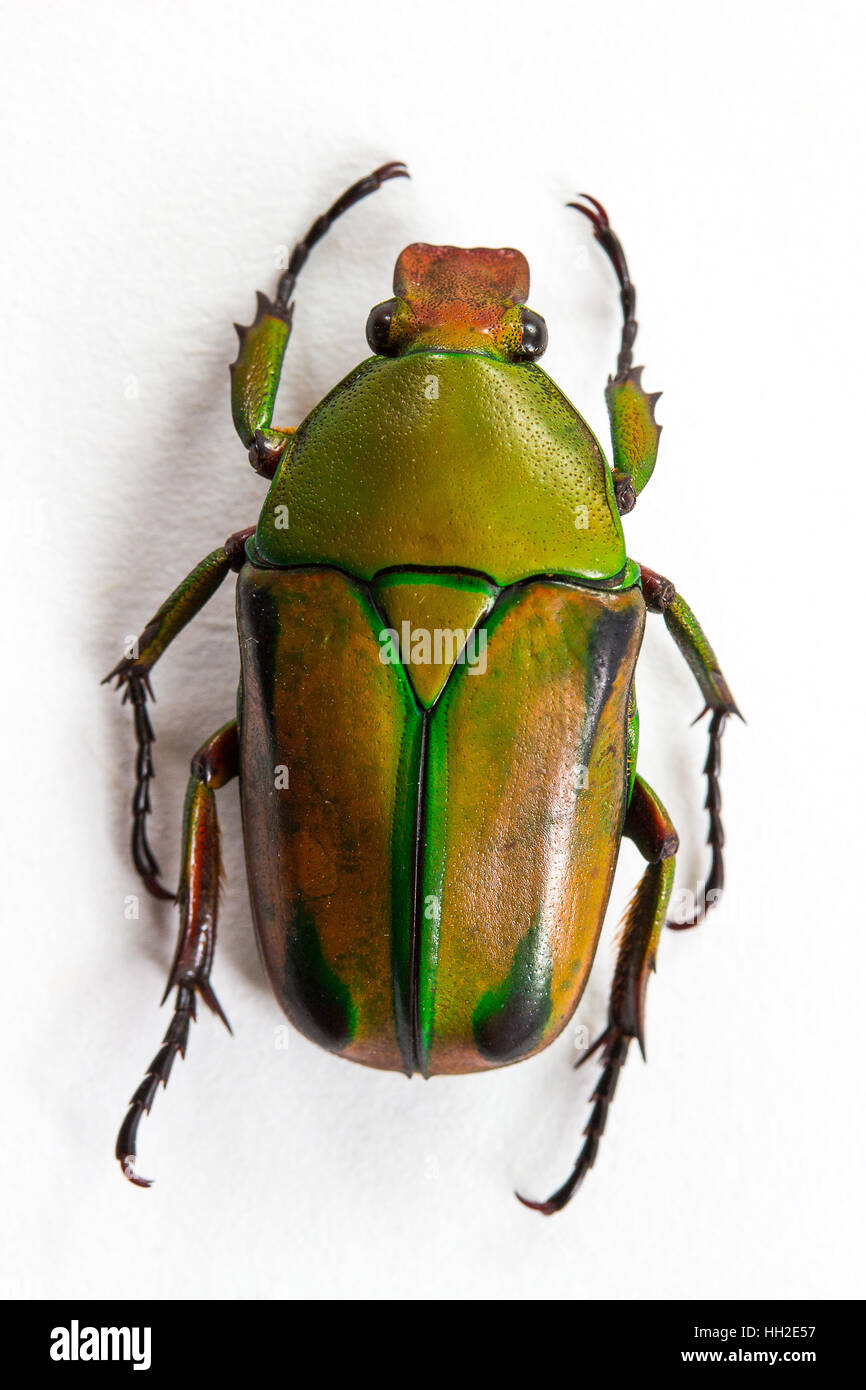 Heterorrhina hi-res stock photography and images - Alamy