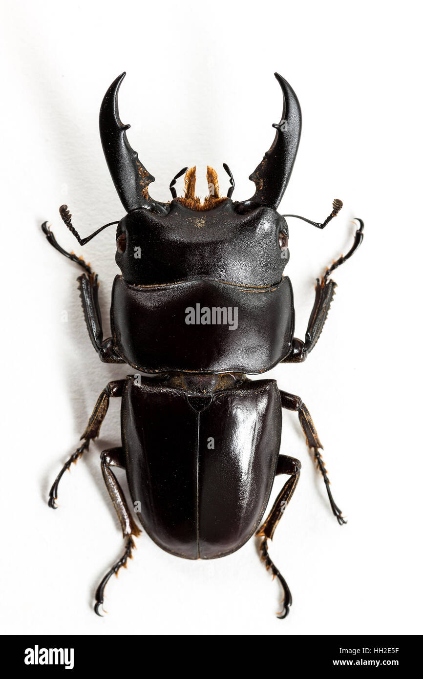 Stag Beetle (Dorcus titanus) Top View on white background Stock Photo ...