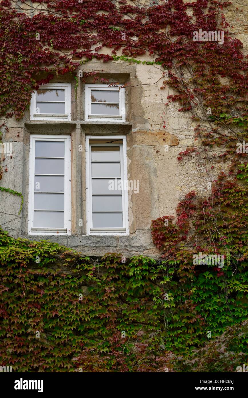 Overgrown House Virginia Creeper High Resolution Stock Photography and ...