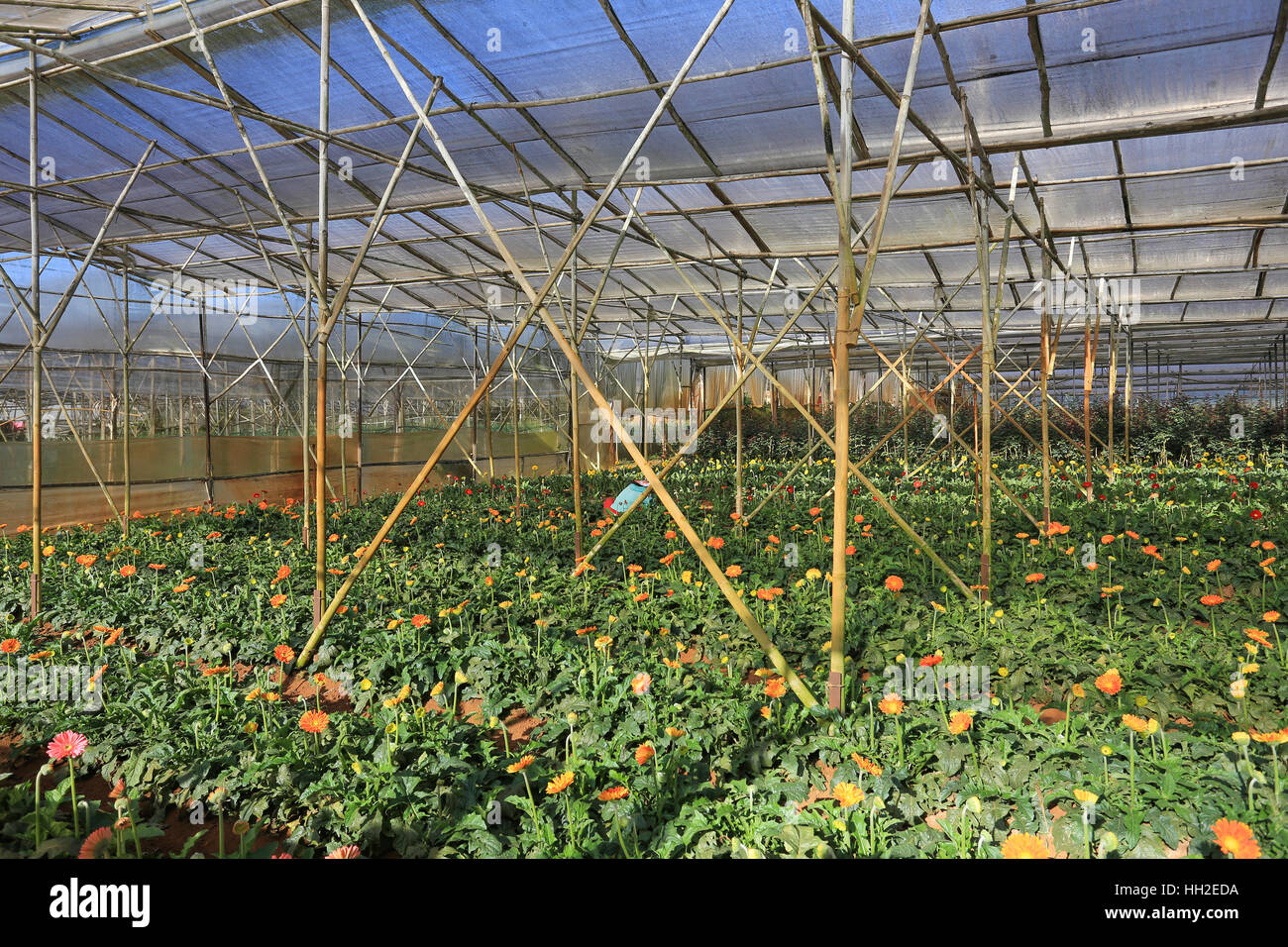 Rose in nursery Stock Photo - Alamy