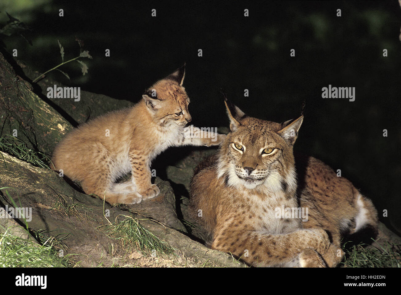 Mother and baby lynx hi-res stock photography and images - Alamy