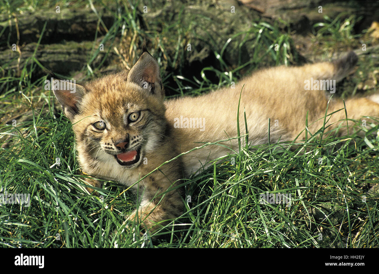 European Lynx, felis lynx, Cub calling Stock Photo - Alamy
