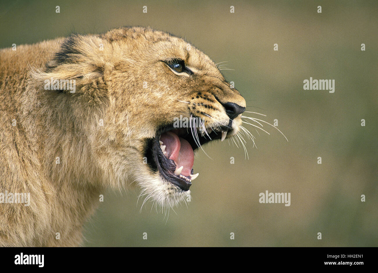 Lion Snarl Side