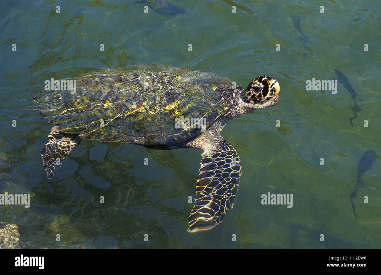 Adult green sea turtle hi-res stock photography and images - Alamy
