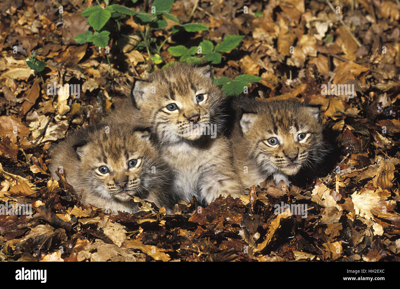 European Lynx, felis lynx, Cub Stock Photo - Alamy