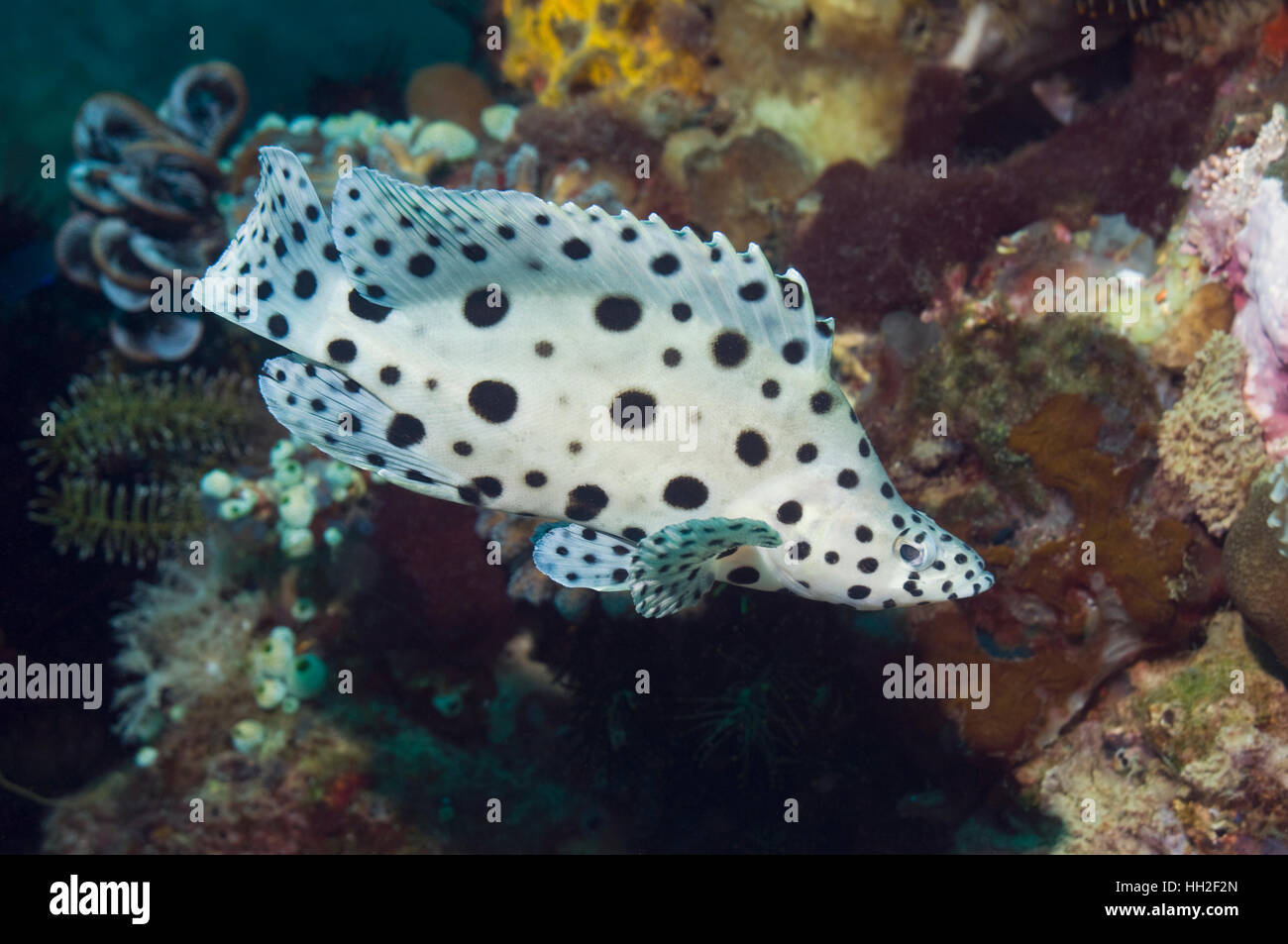 Barramundi cod or Humpback grouper (Cromileptes altivelis) juvenile ...