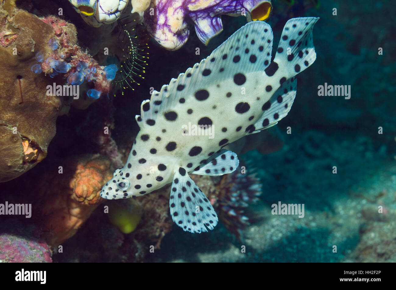 Barramundi cod or Humpback grouper (Cromileptes altivelis) juvenile ...