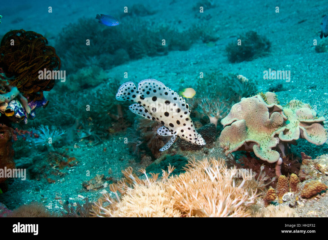 Cod fish swimming hi-res stock photography and images - Alamy