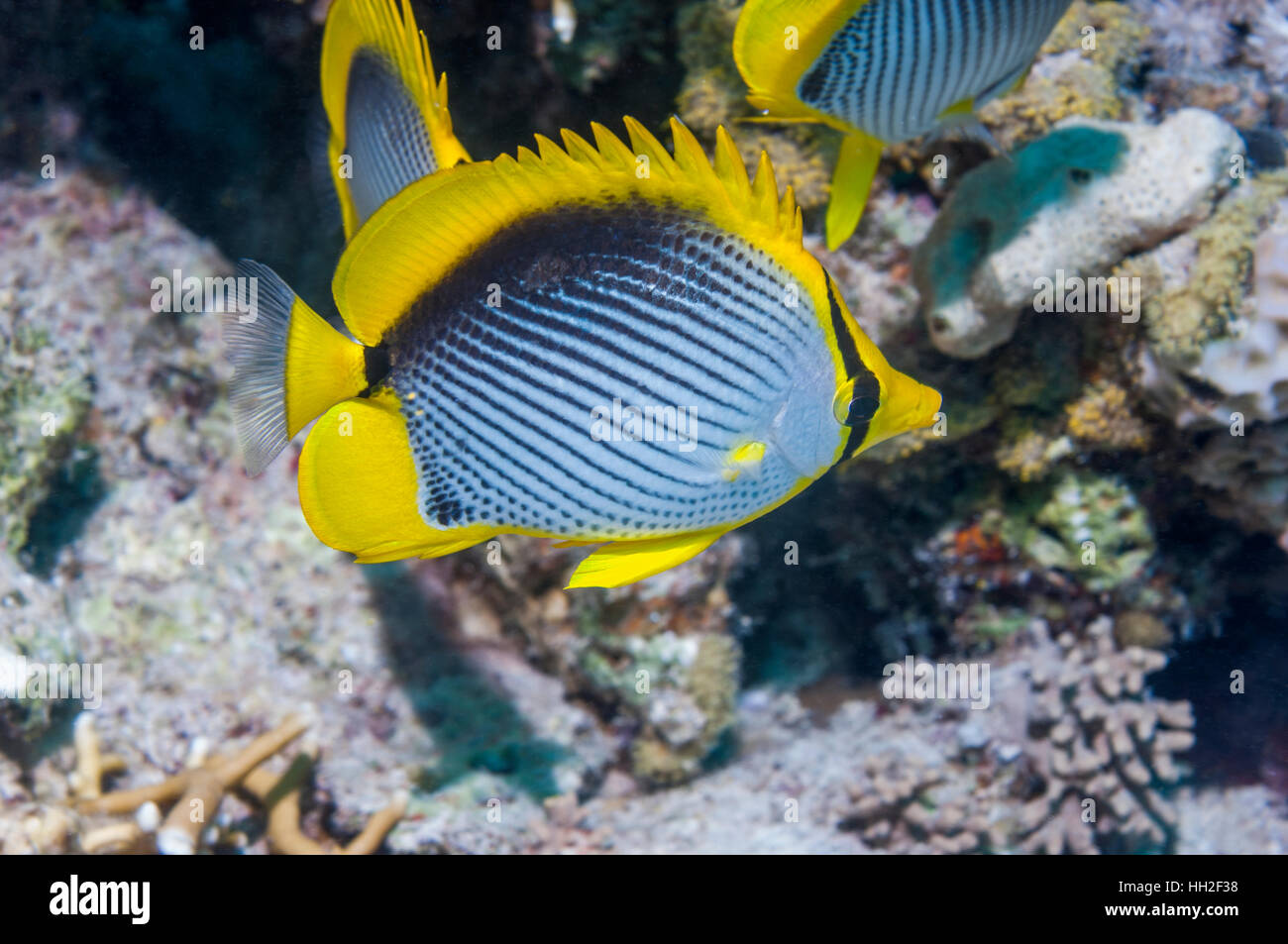 Red dorsal fin High Resolution Stock Photography and Images - Alamy