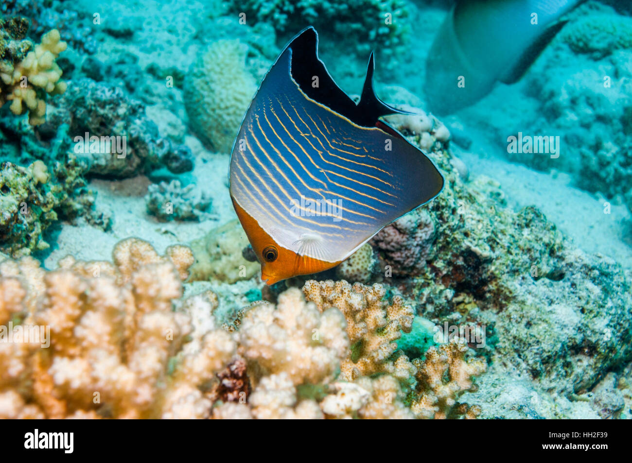 Orange face butterflyfish, Red Sea orange face butterflyfish or Hooded ...