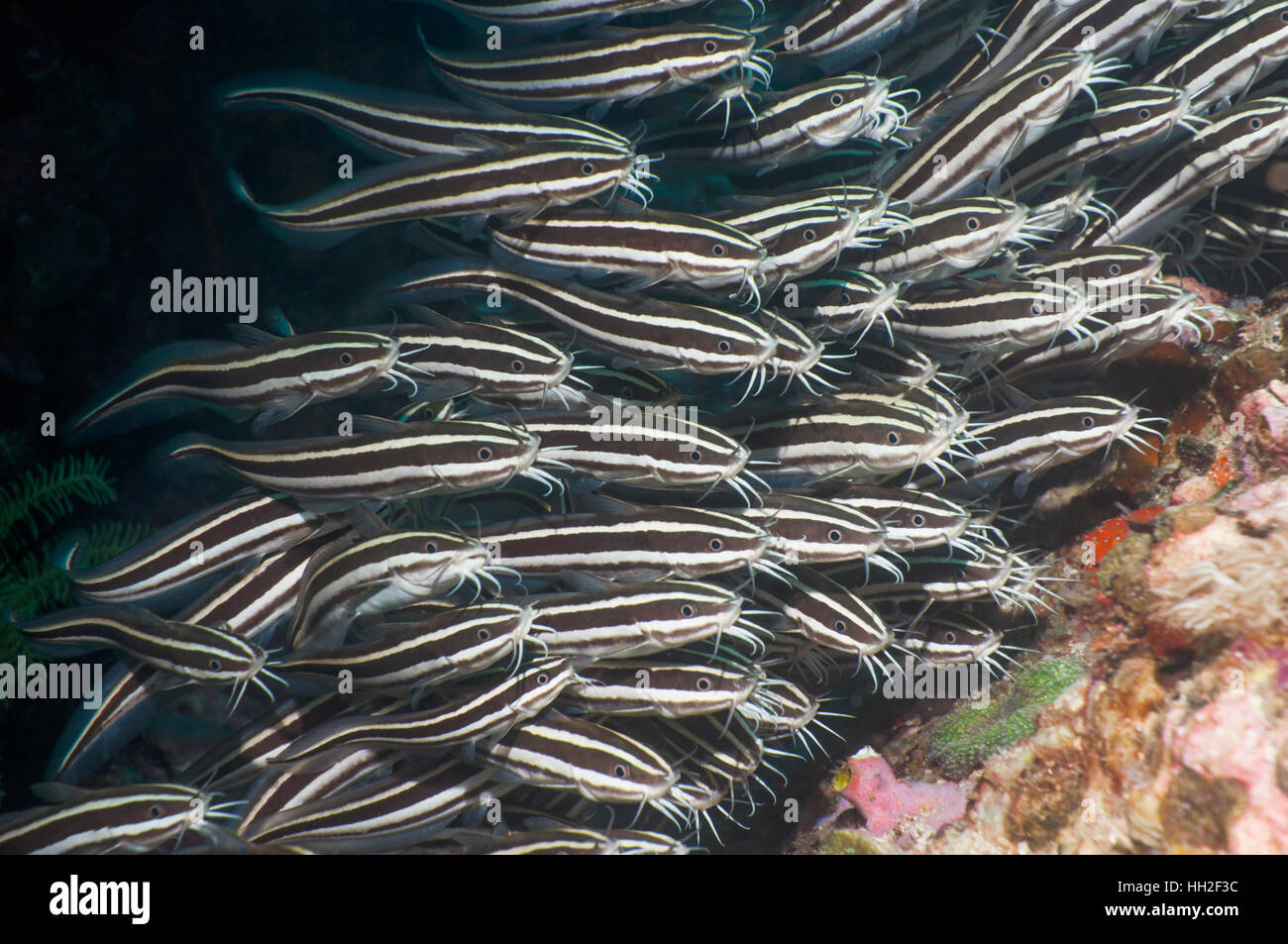 Lined catfish school. Cebu, Malapascua Island, Philippines Stock Photo ...