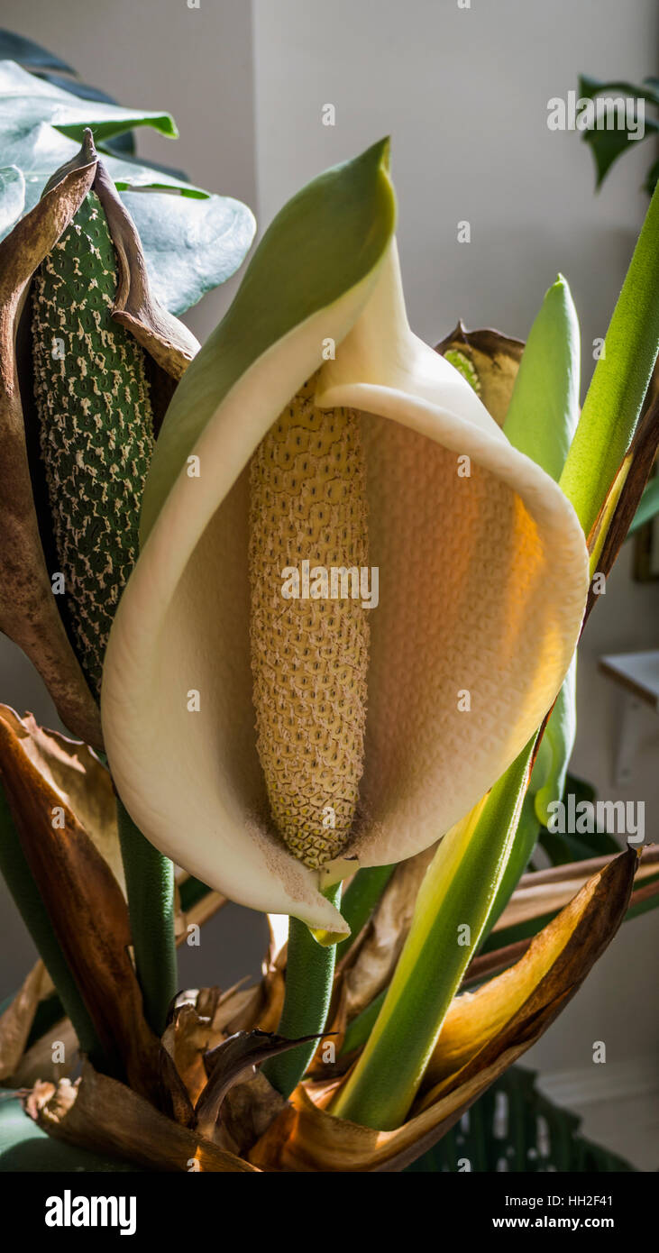 Flower of Cheese plant or Mexican bread plant. (Monstera deliciosa ...