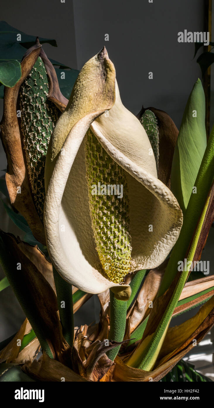 Mexican bread plant hi-res stock photography and images - Alamy