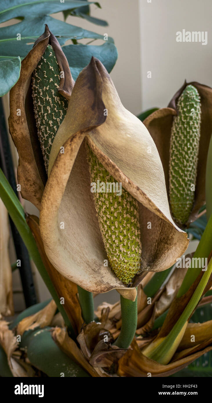 Flower of Cheese plant or Mexican bread plant. (Monstera deliciosa ...