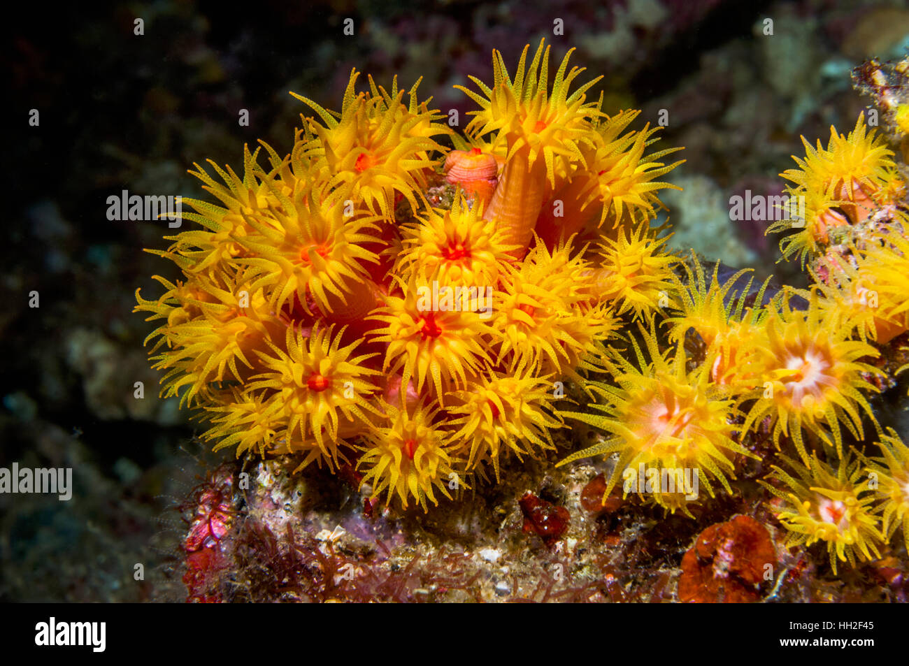 Orange cup coral [Tubastrea sp.]. Cebu, Malapascua, Philippines Stock ...
