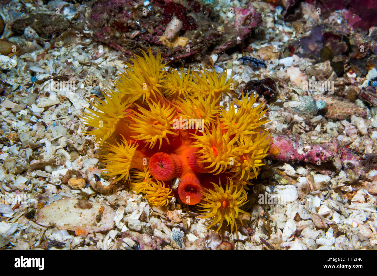 Cup coral, tubastrea hi-res stock photography and images - Alamy