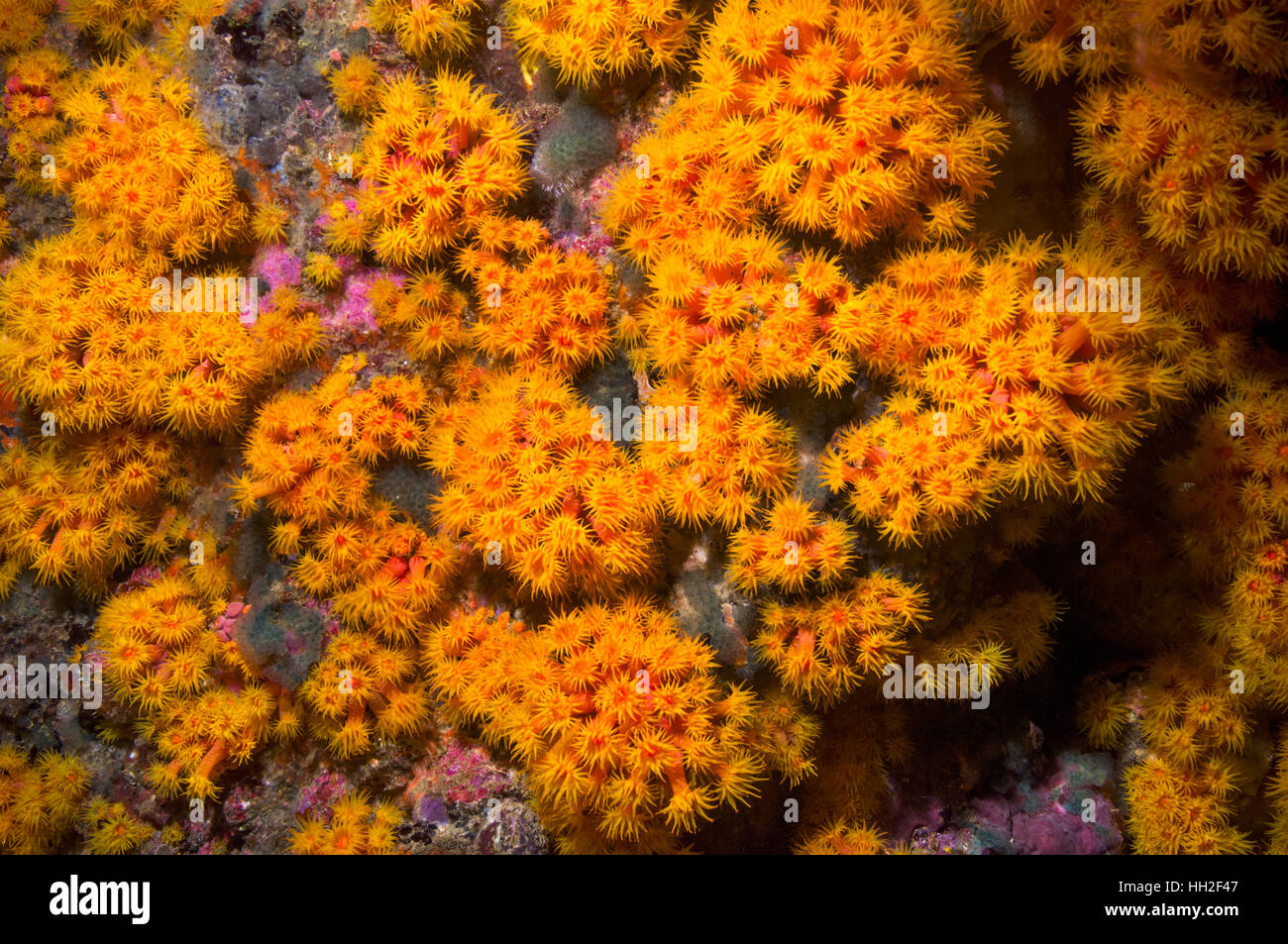 Orange cup coral [Tubastrea sp.]. Cebu, Malapascua, Philippines Stock ...